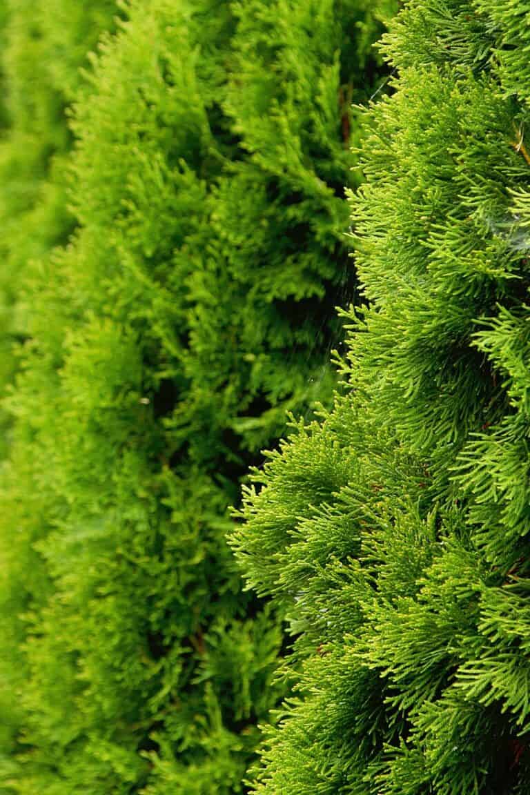 7 Best Evergreen Trees for Privacy & Year-Round Color