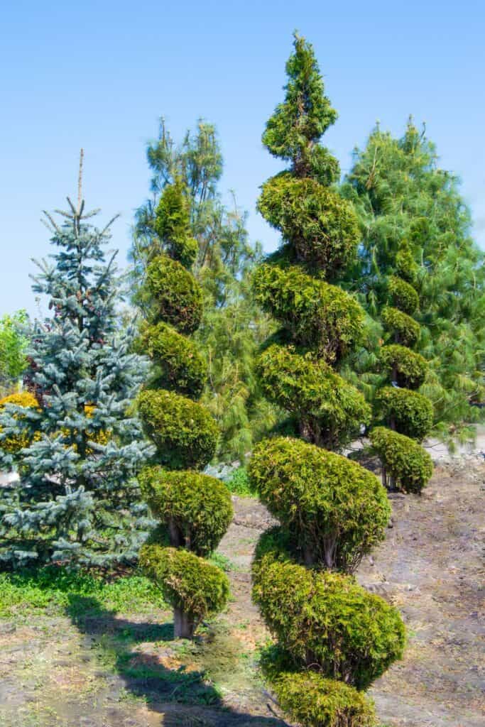 7 Best Evergreen Trees for Privacy & Year-Round Color