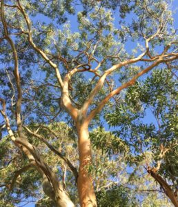 Nature's Air Purifiers - 5 Trees with the Highest Oxygen Output