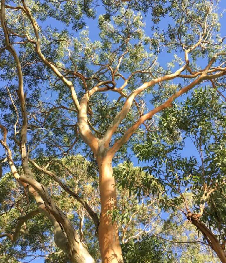 Nature's Air Purifiers - 5 Trees with the Highest Oxygen Output