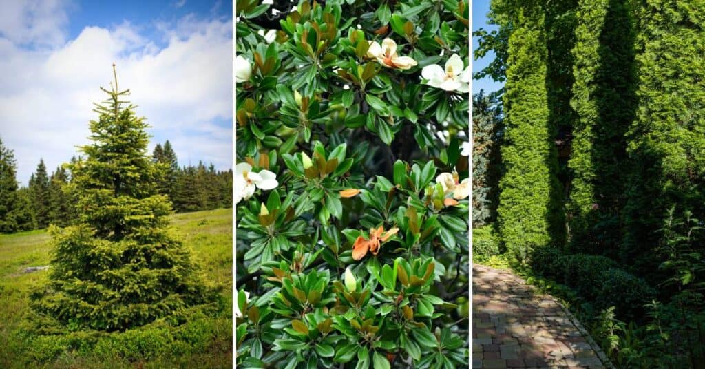 8 Excellent Evergreen Trees That Will Thrive in USDA Zone 7