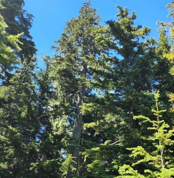 Nature's Air Purifiers - 5 Trees with the Highest Oxygen Output