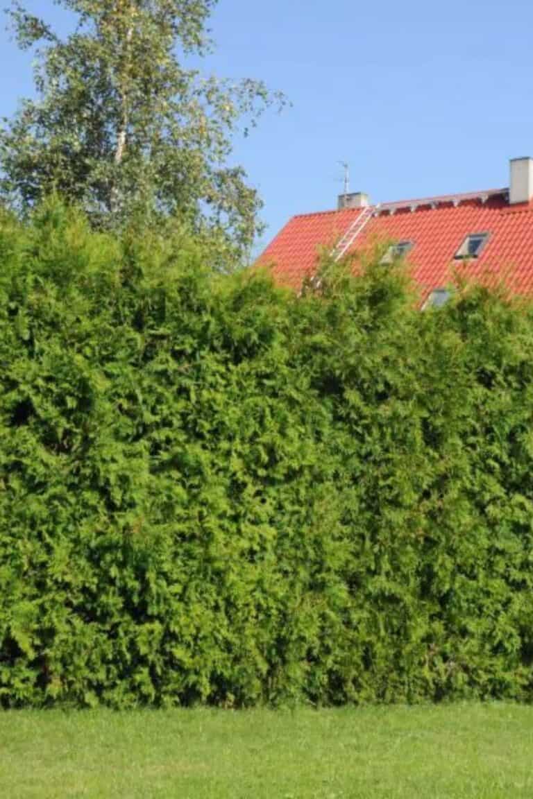 7 Fast-Growing Privacy Trees - Up to 8 Feet Growth per Year