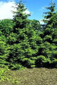 Top 7 Trees for Enhanced Privacy Along Your Fence Line