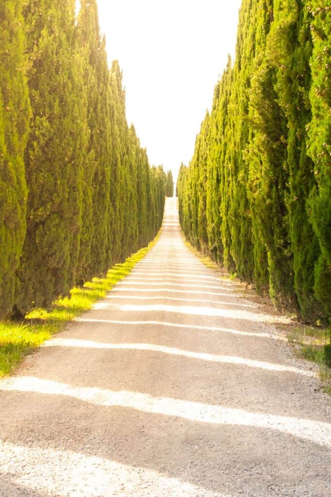 9 Tall Skinny Privacy Trees to Transform Your Yard into a Peaceful Retreat