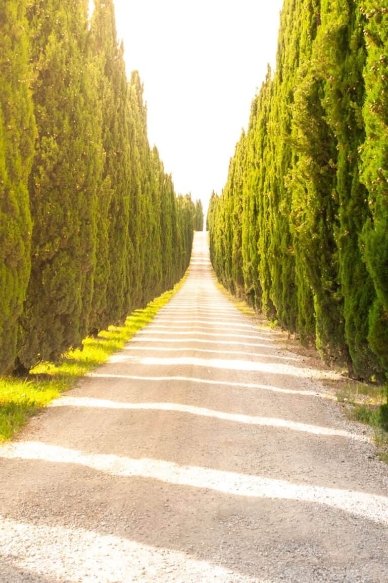 9 Tall Skinny Privacy Trees to Transform Your Yard into a Peaceful Retreat