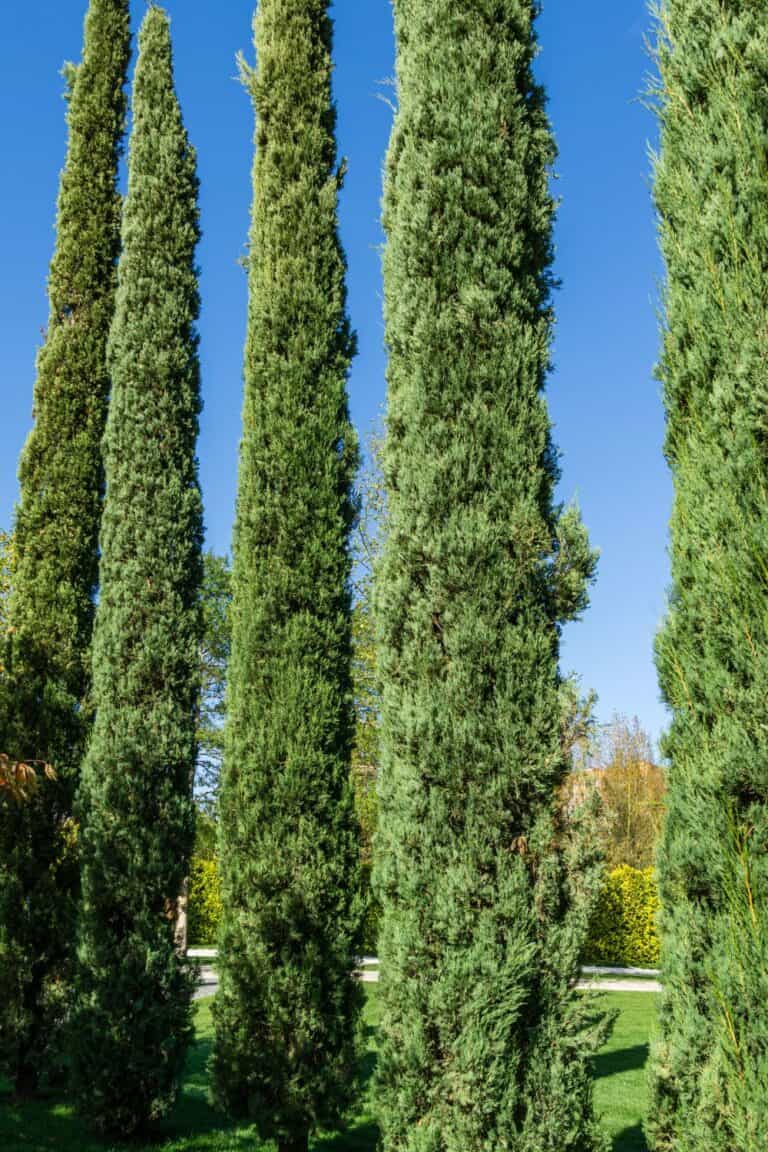 9 Tall Skinny Privacy Trees to Transform Your Yard into a Peaceful Retreat