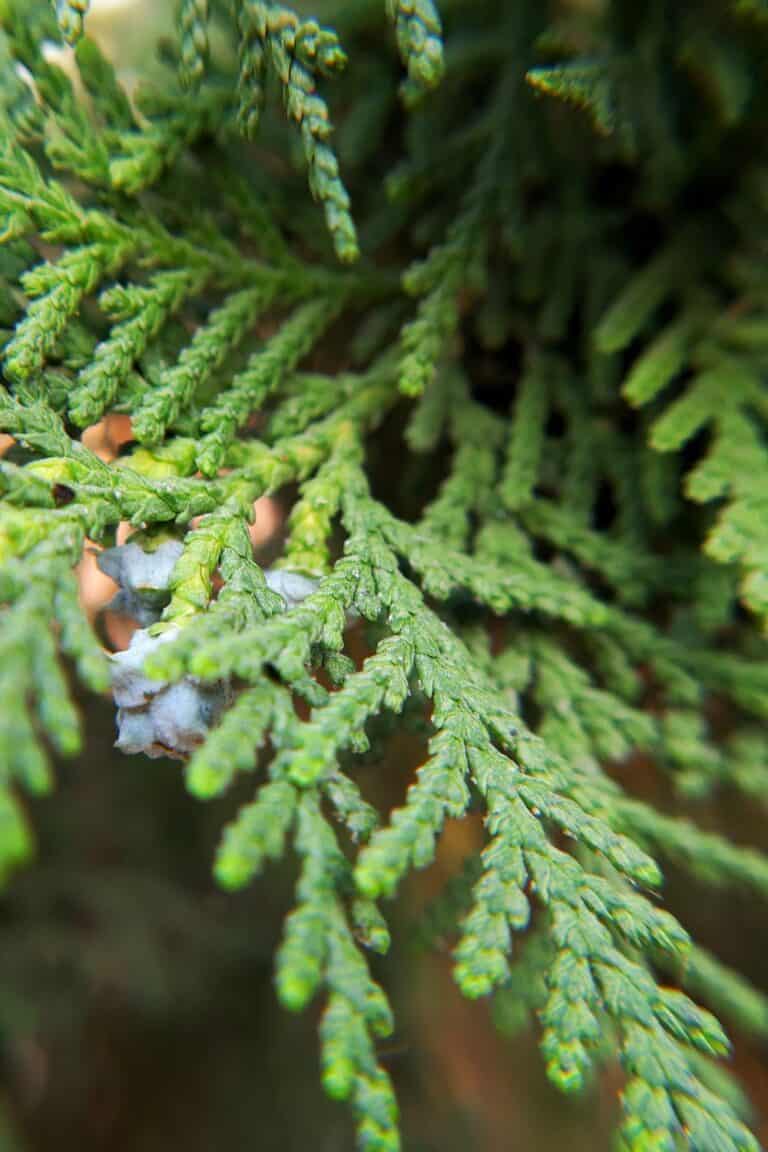 7 Fast-Growing Privacy Trees - Up to 8 Feet Growth per Year