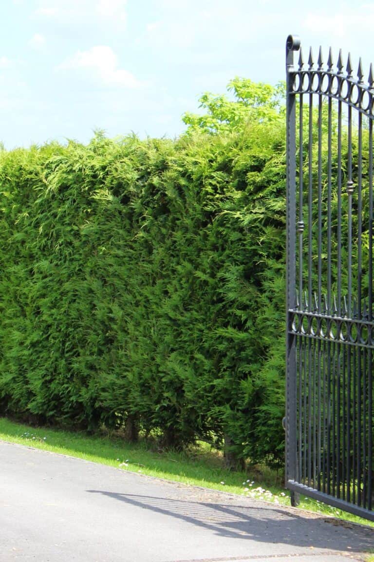 7 Fast-Growing Privacy Trees - Up to 8 Feet Growth per Year