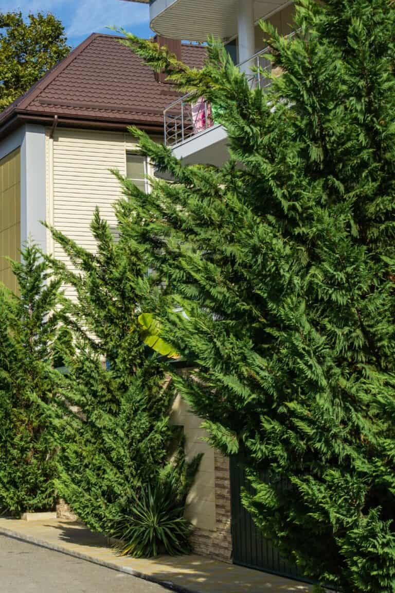 7 Fast-Growing Privacy Trees - Up to 8 Feet Growth per Year