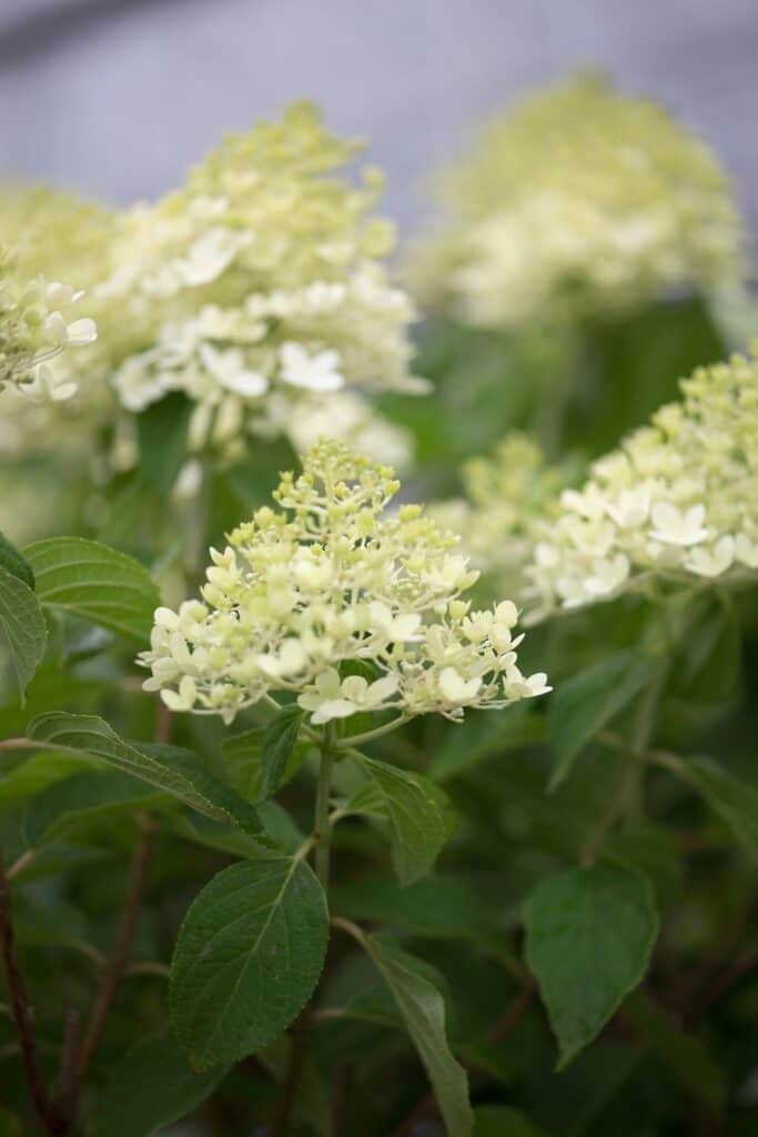 21 Stunning White Flowering Trees - Elevate Your Yards Elegance