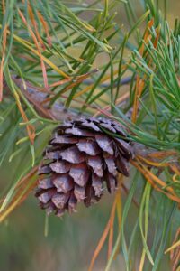 9 Tall Skinny Privacy Trees to Transform Your Yard into a Peaceful Retreat