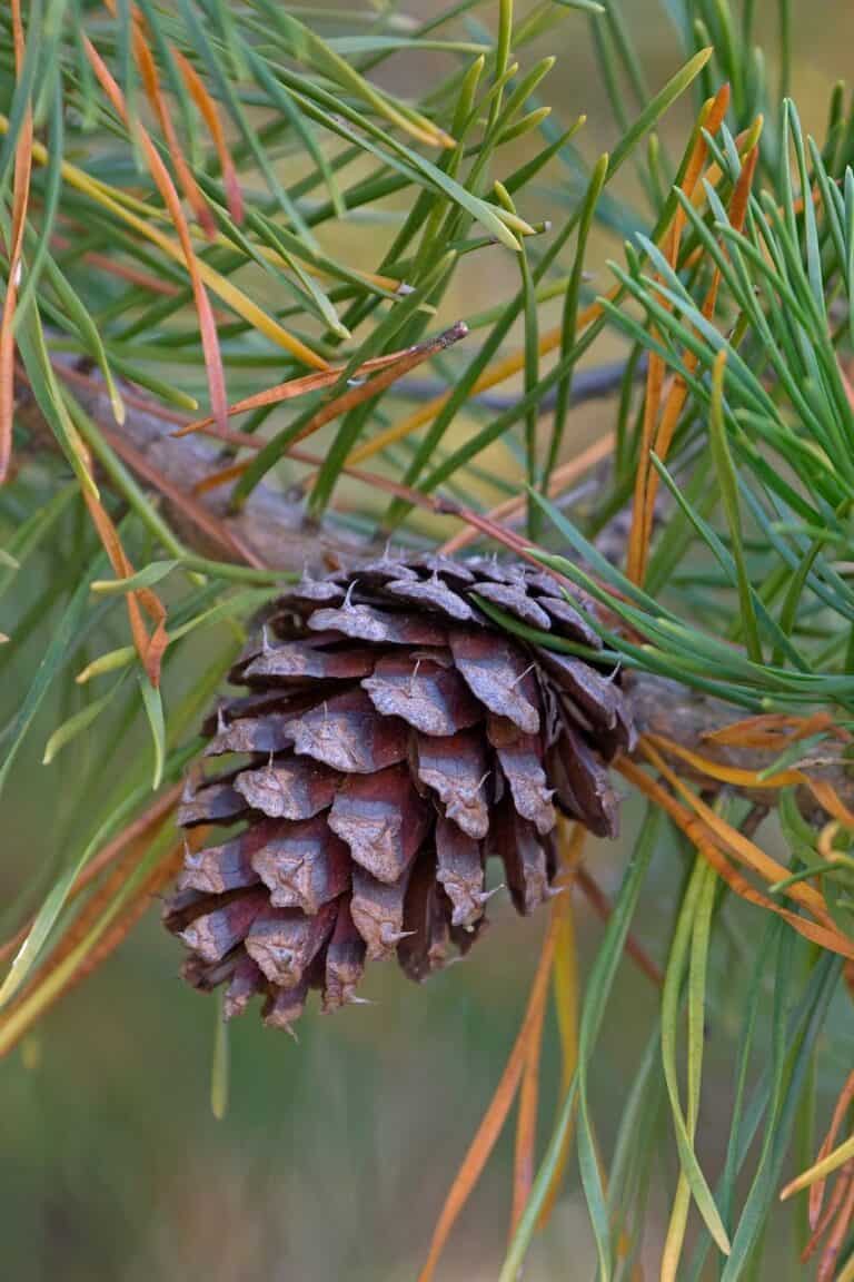 9 Tall Skinny Privacy Trees to Transform Your Yard into a Peaceful Retreat