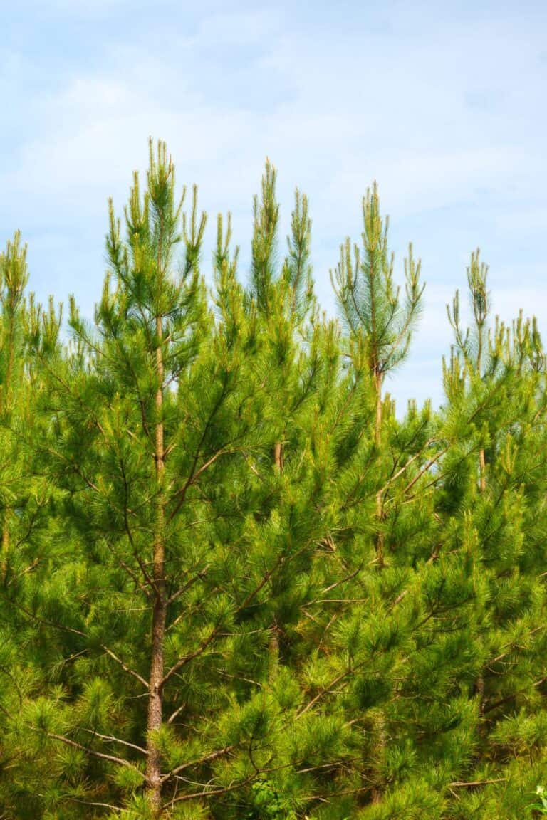 9 Tall Skinny Privacy Trees to Transform Your Yard into a Peaceful Retreat