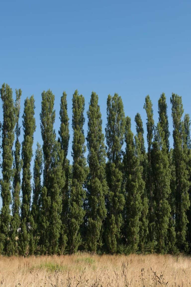 9 Tall Skinny Privacy Trees to Transform Your Yard into a Peaceful Retreat