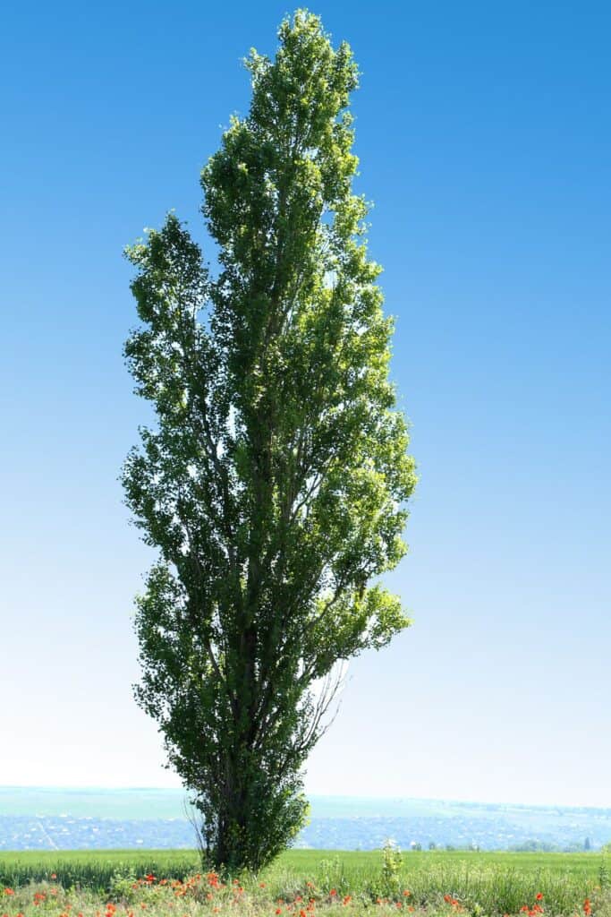 9 Tall Skinny Privacy Trees to Transform Your Yard into a Peaceful Retreat