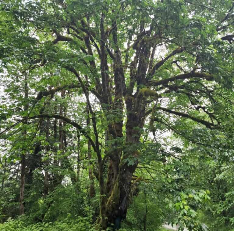 Nature's Air Purifiers - 5 Trees with the Highest Oxygen Output