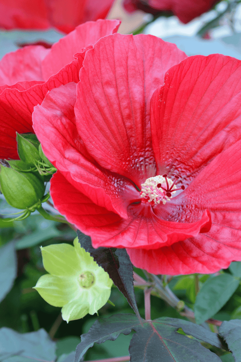 18 Stunning Red Flowering Trees to Transform Your Garden Oasis