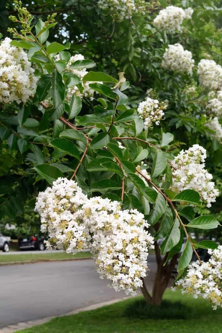 22 Most Fragrant Trees to Make Your Garden a Scented Paradise