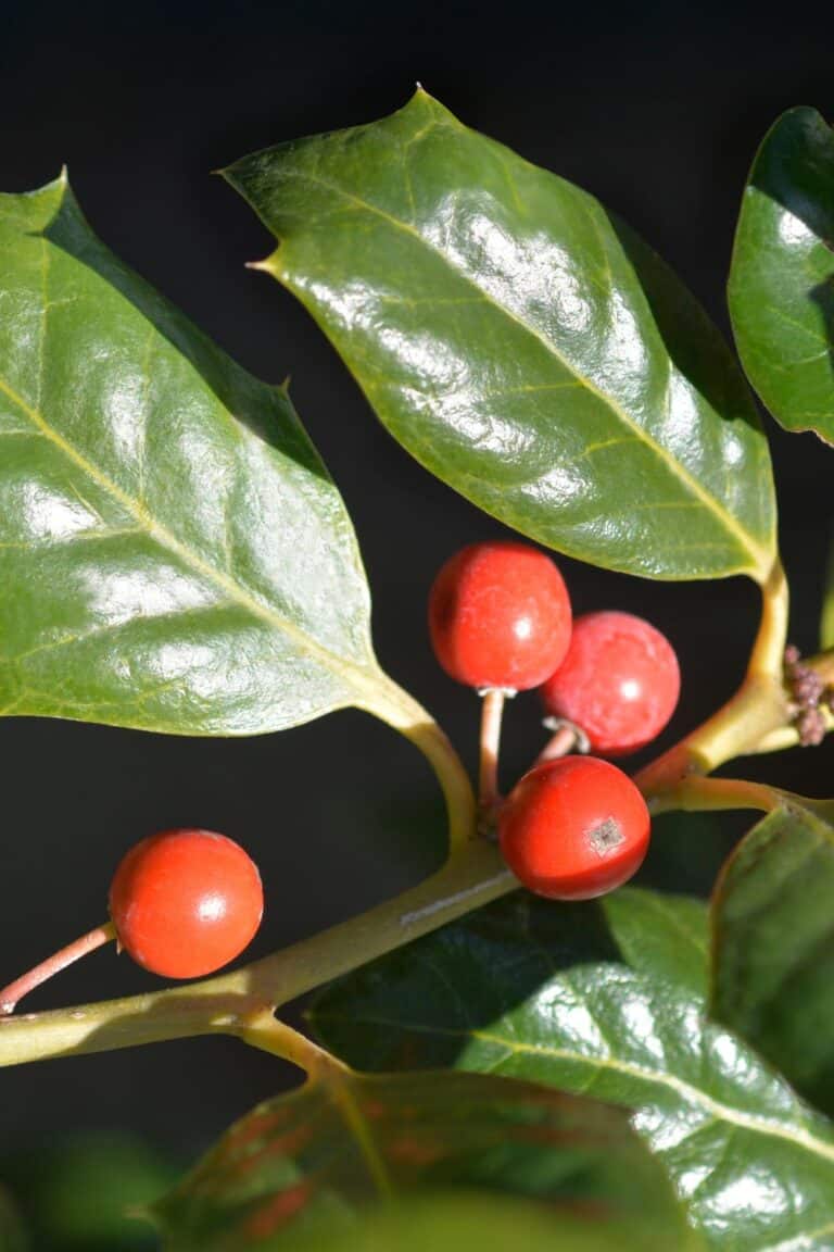 7 Best Evergreen Trees for Privacy & Year-Round Color