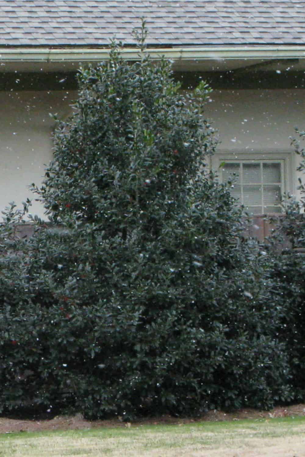 7 Best Evergreen Trees for Privacy & Year-Round Color