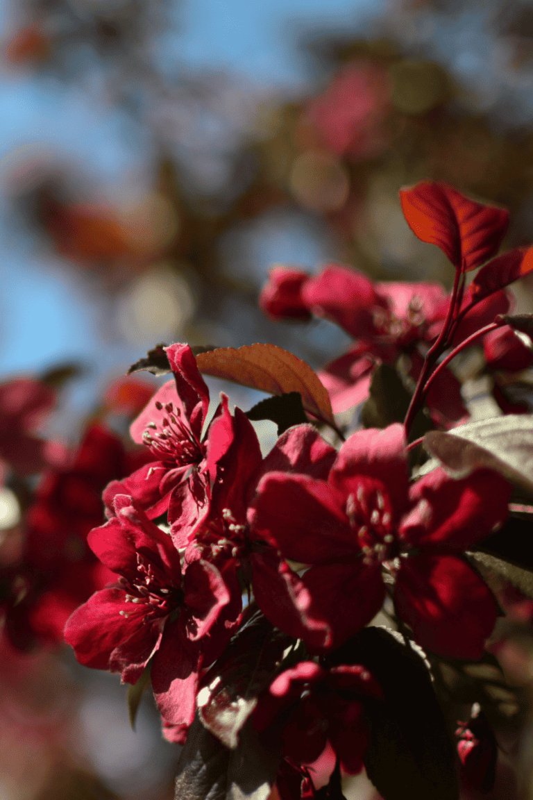 18 Stunning Red Flowering Trees to Transform Your Garden Oasis