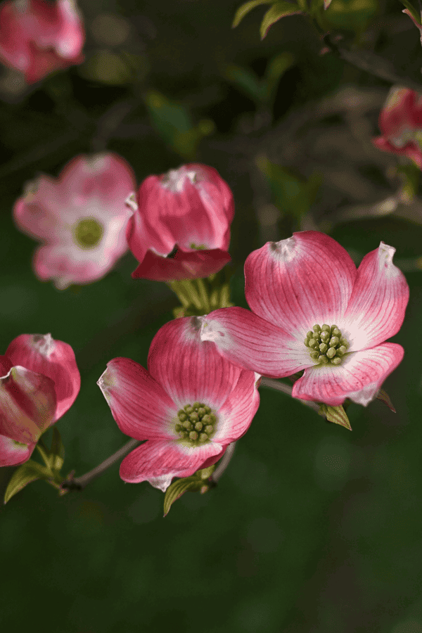 18 Stunning Red Flowering Trees to Transform Your Garden Oasis