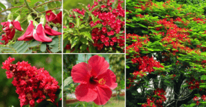 18 Stunning Red Flowering Trees to Transform Your Garden Oasis