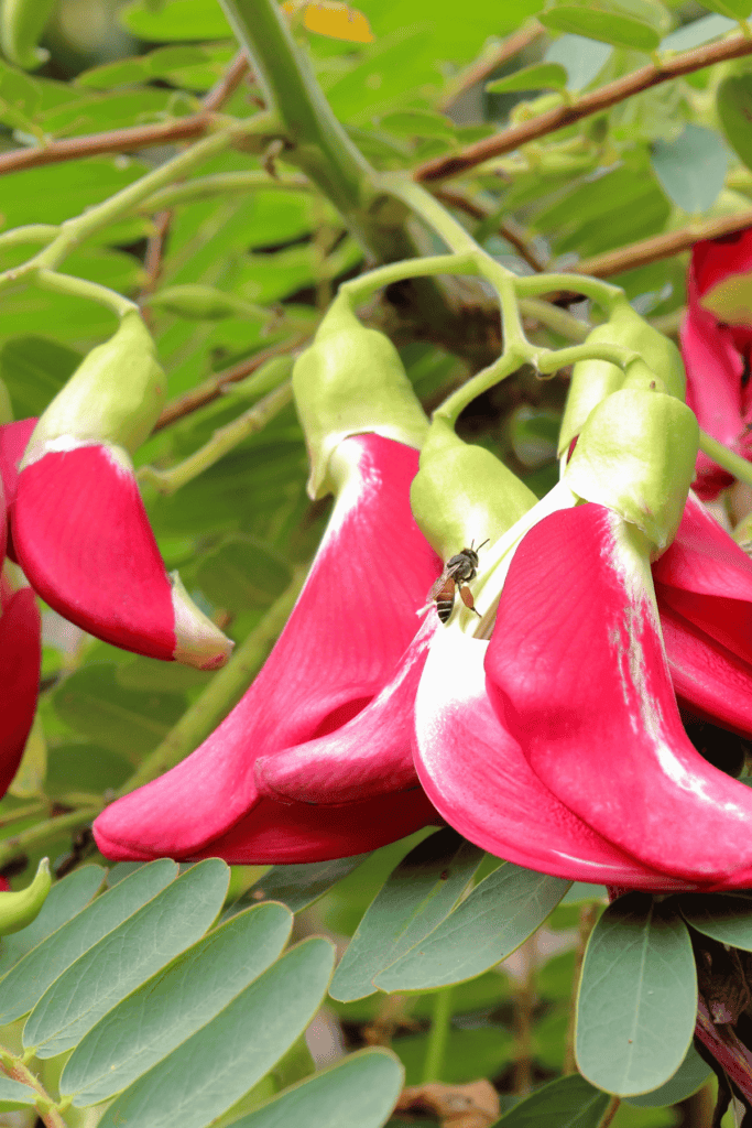 18 Stunning Red Flowering Trees to Transform Your Garden Oasis