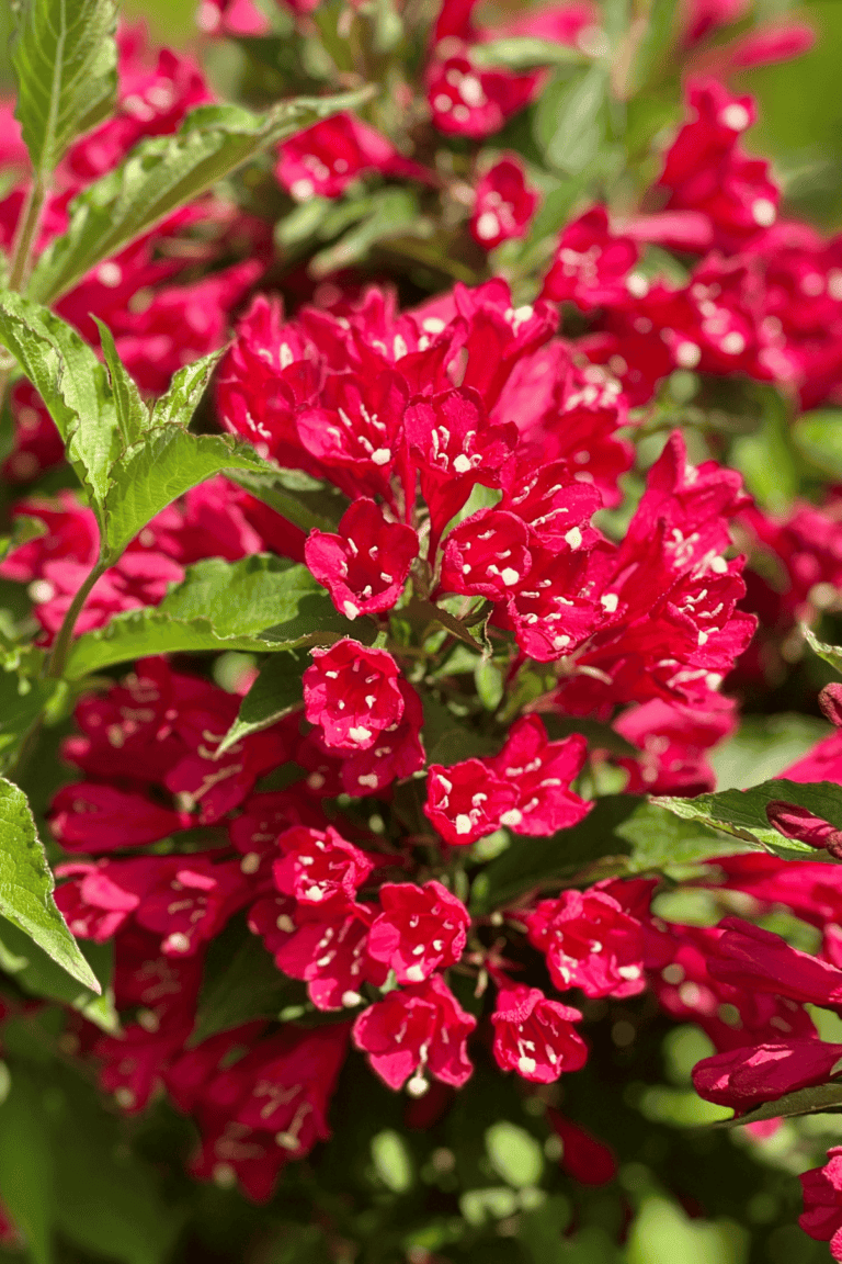 18 Stunning Red Flowering Trees to Transform Your Garden Oasis