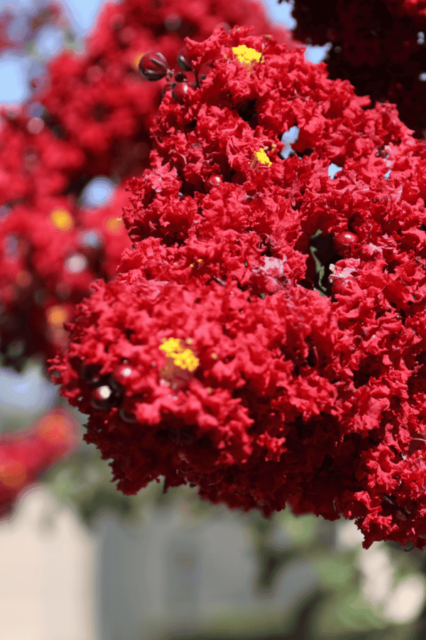 18 Stunning Red Flowering Trees to Transform Your Garden Oasis