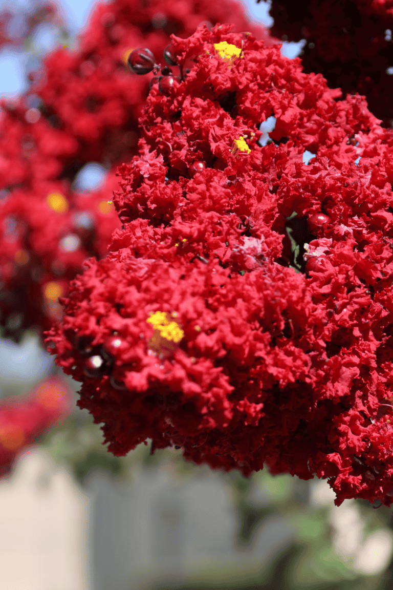 18 Stunning Red Flowering Trees to Transform Your Garden Oasis