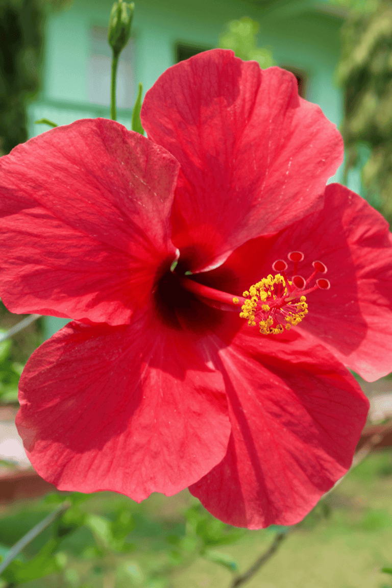18 Stunning Red Flowering Trees to Transform Your Garden Oasis