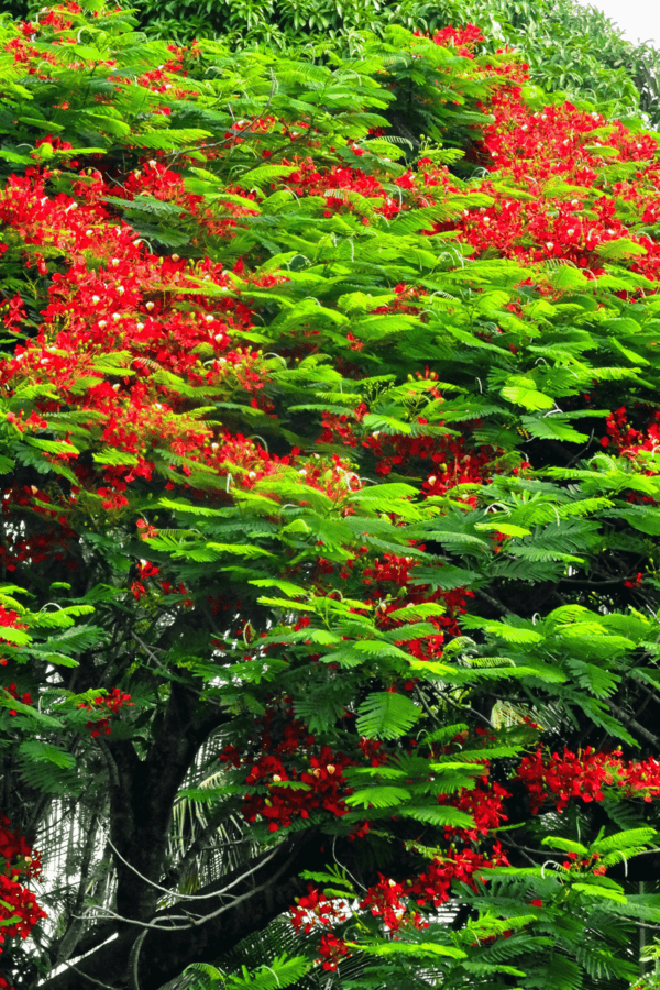 18 Stunning Red Flowering Trees to Transform Your Garden Oasis