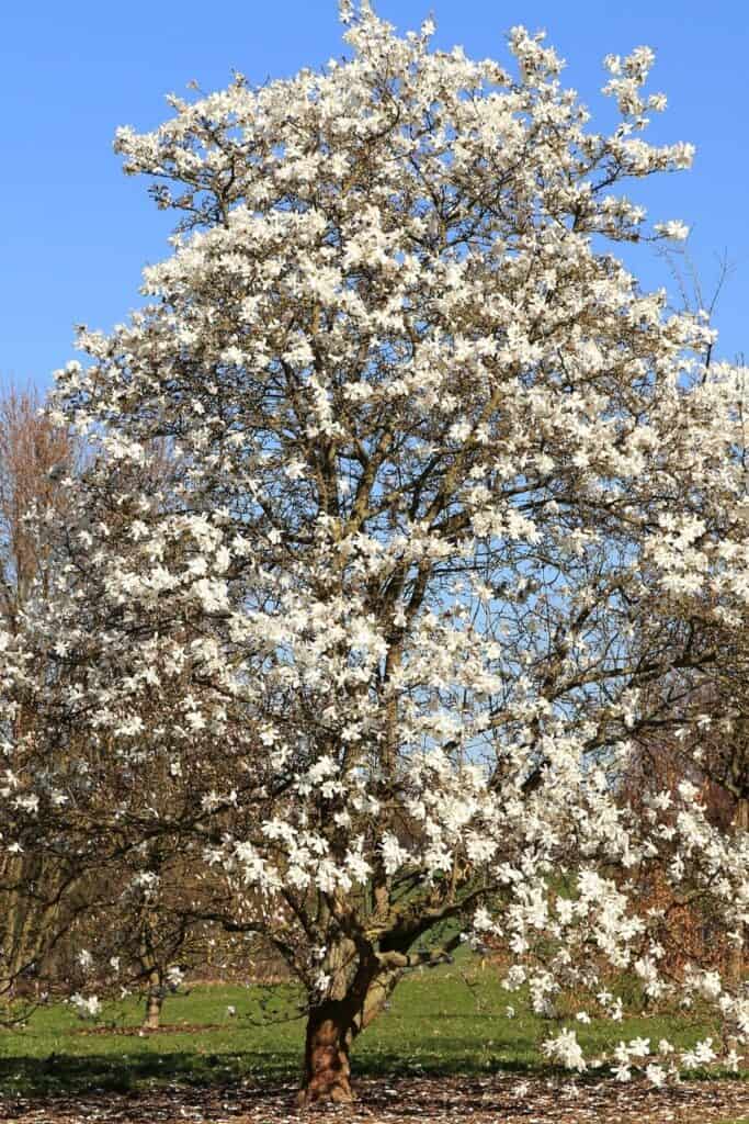 21 Stunning White Flowering Trees - Elevate Your Yards Elegance