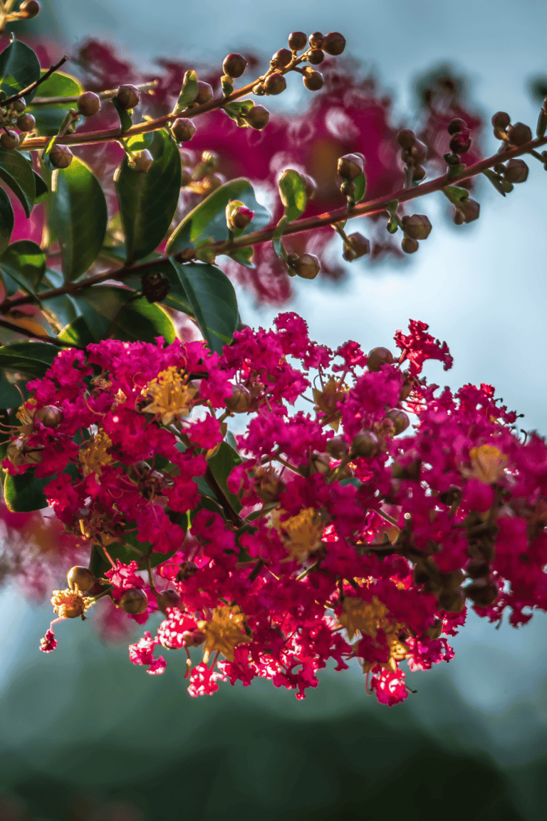 18 Stunning Red Flowering Trees to Transform Your Garden Oasis