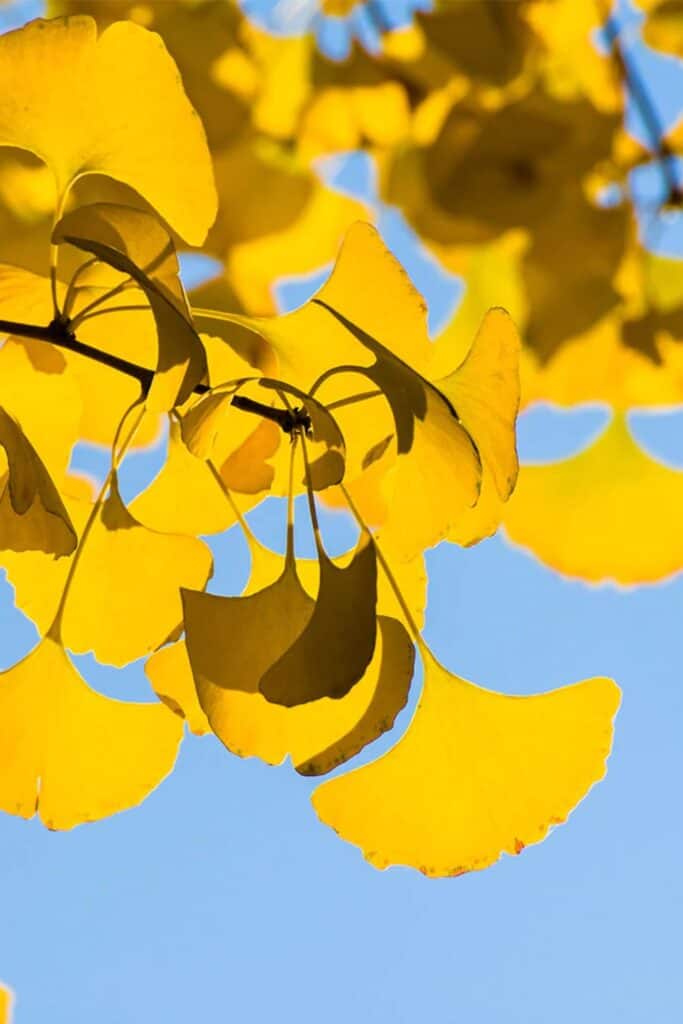 9 Tall Skinny Privacy Trees to Transform Your Yard into a Peaceful Retreat