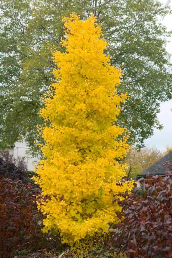 9 Tall Skinny Privacy Trees to Transform Your Yard into a Peaceful Retreat