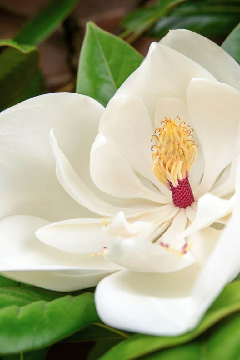 21 Stunning White Flowering Trees - Elevate Your Yards Elegance