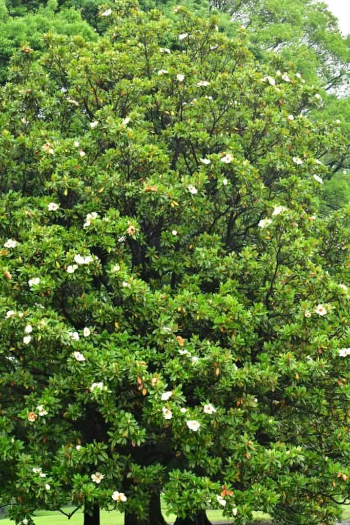 21 Stunning White Flowering Trees - Elevate Your Yards Elegance