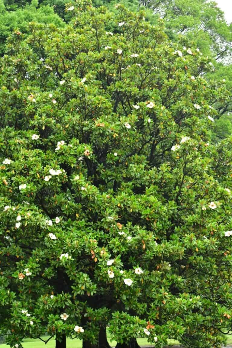 21 Stunning White Flowering Trees - Elevate Your Yards Elegance