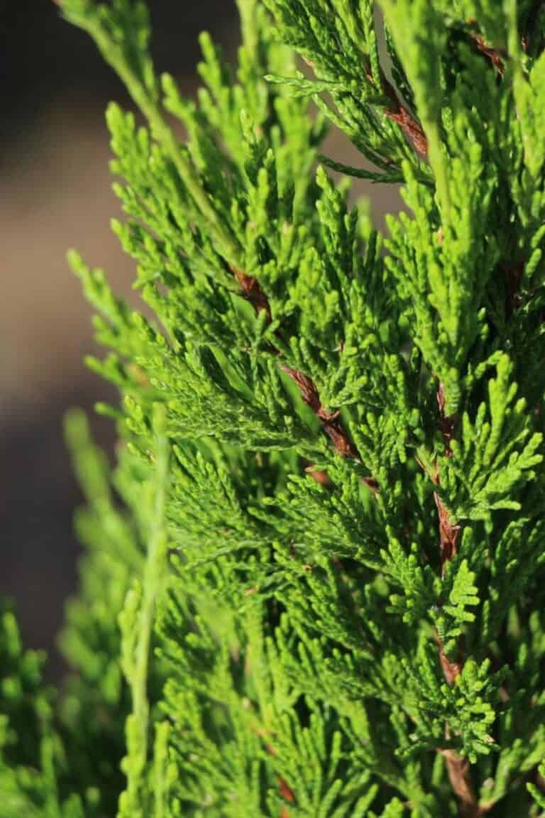 Top 7 Trees for Enhanced Privacy Along Your Fence Line