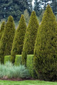 Top 7 Trees for Enhanced Privacy Along Your Fence Line