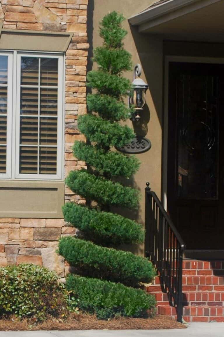 Top 7 Trees for Enhanced Privacy Along Your Fence Line