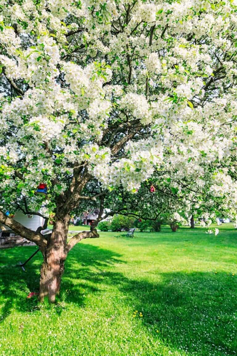22 Most Fragrant Trees to Make Your Garden a Scented Paradise