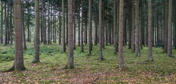 Nature's Air Purifiers - 5 Trees with the Highest Oxygen Output