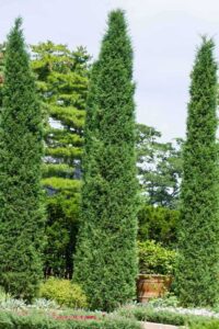9 Tall Skinny Privacy Trees to Transform Your Yard into a Peaceful Retreat