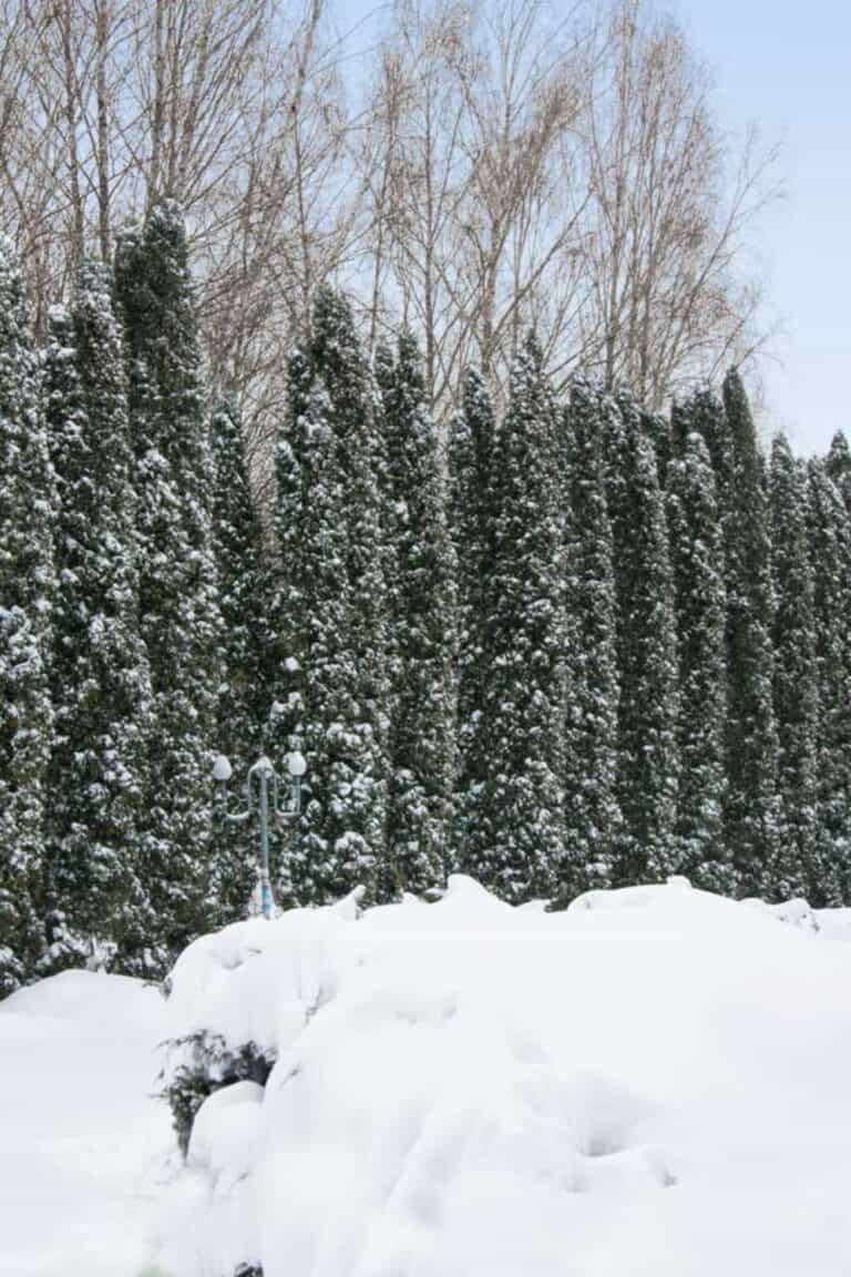 9 Tall Skinny Privacy Trees to Transform Your Yard into a Peaceful Retreat