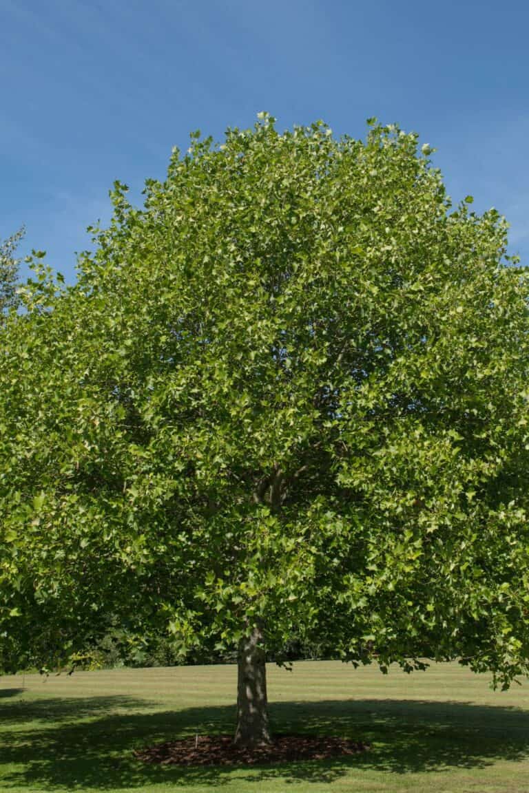 7 Fast-Growing Privacy Trees - Up to 8 Feet Growth per Year
