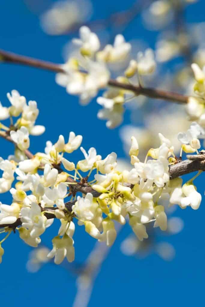 21 Stunning White Flowering Trees - Elevate Your Yards Elegance